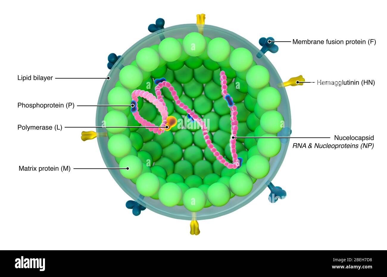 Masernvirus modell -Fotos und -Bildmaterial in hoher Auflösung – Alamy