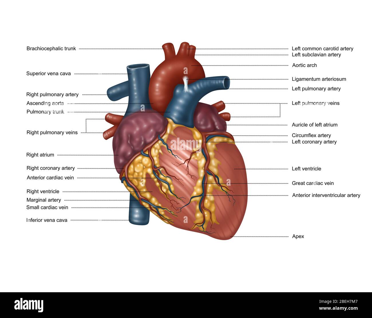 Gesunde Herzanatomie, Illustration Stockfotografie - Alamy