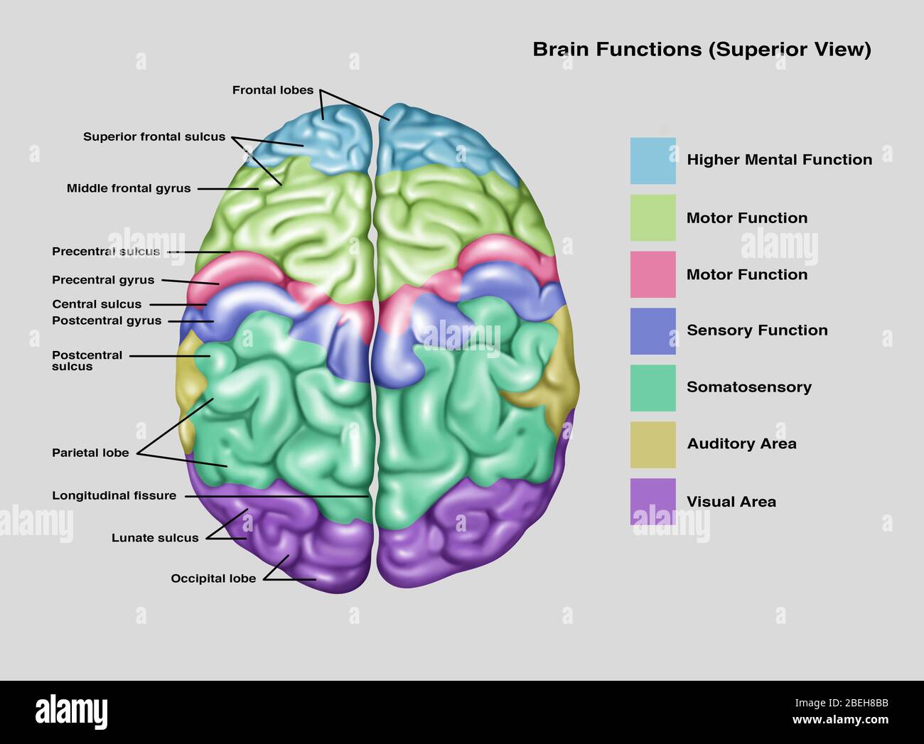 Anatomie & Funktionen des Gehirns, Illustration Stockfotografie - Alamy Anatomie & Funktionen des Gehirns, Illustration Stockfotografie - Alamy