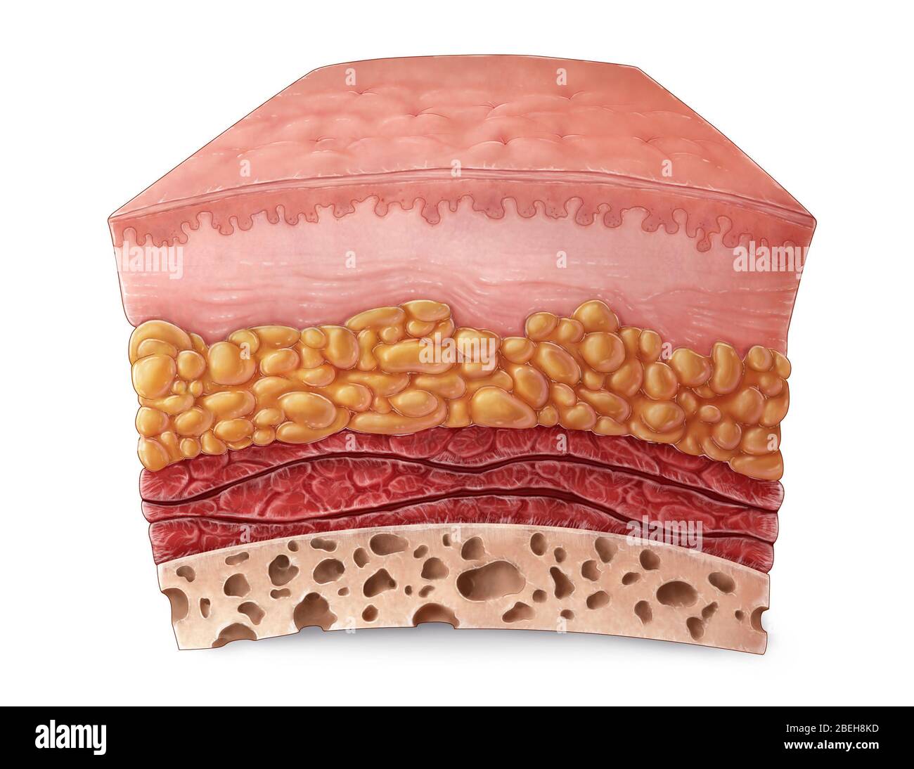 Anatomie der haut -Fotos und -Bildmaterial in hoher Auflösung – Alamy