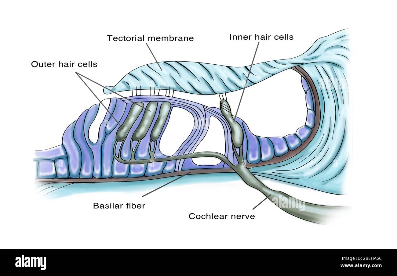 Innere haarzellen -Fotos und -Bildmaterial in hoher Auflösung – Alamy
