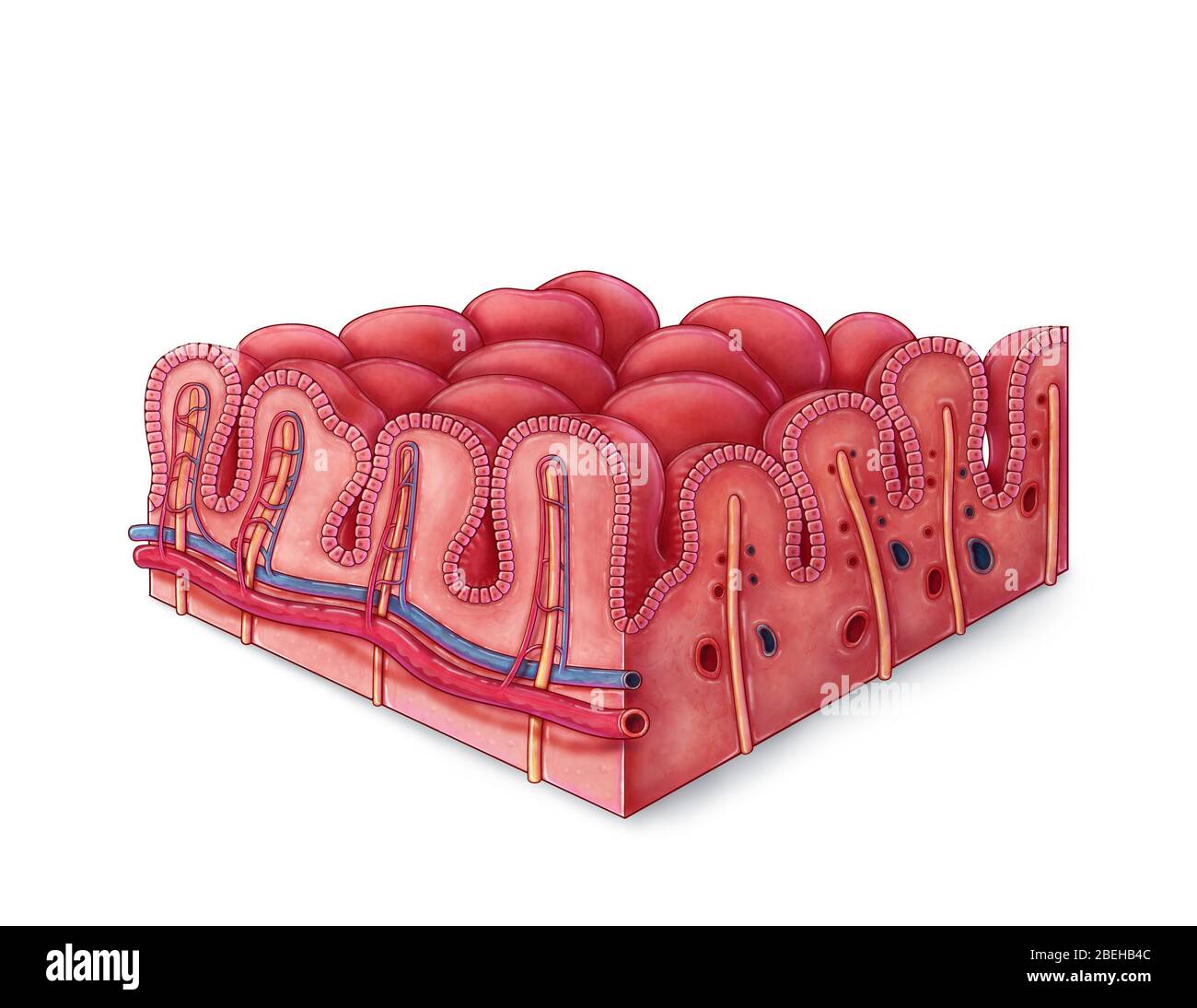 Intestinal villi -Fotos und -Bildmaterial in hoher Auflösung – Alamy