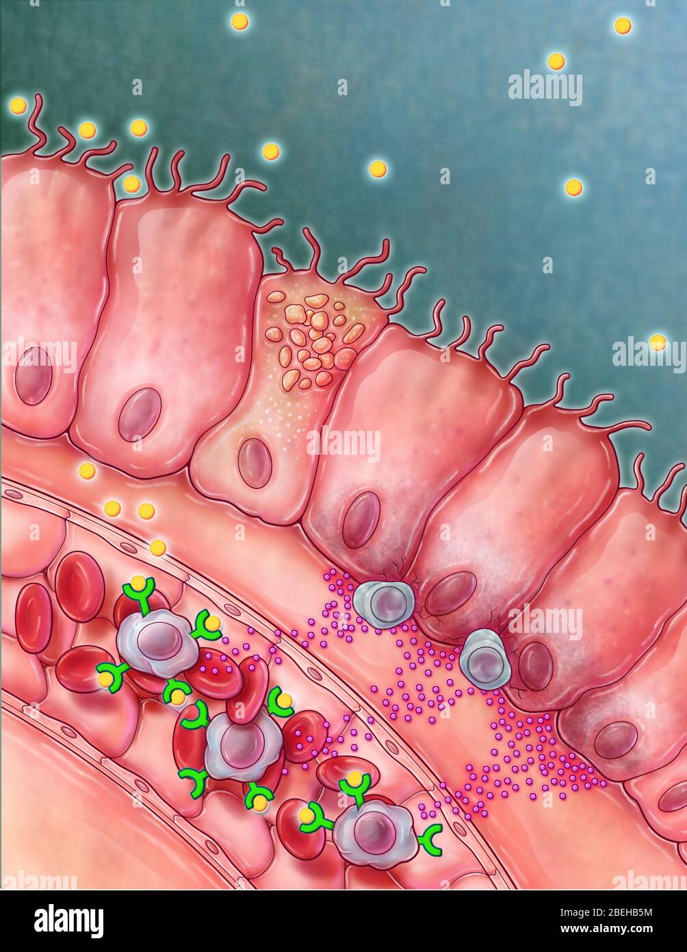 Zöliakie zotten -Fotos und -Bildmaterial in hoher Auflösung – Alamy