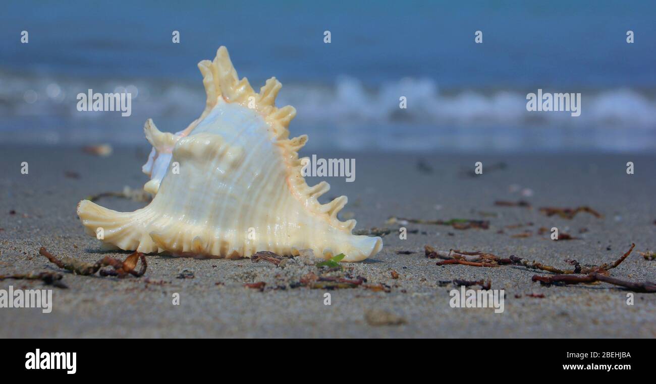 Eine Muschel oder Sea Shell, auch einfach als Shell bezeichnet, ist ein ...