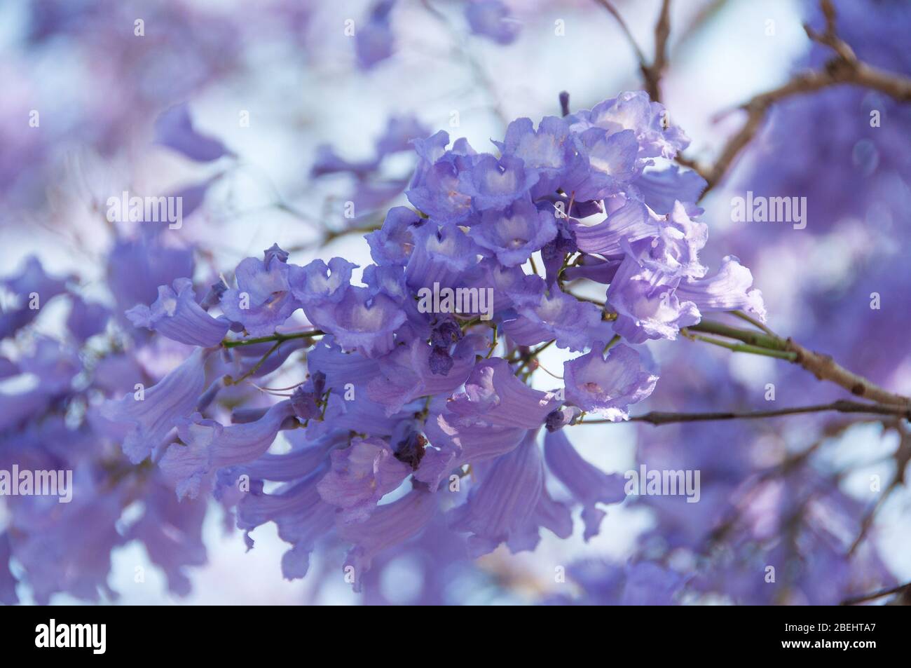 Jacaranda blossom south africa -Fotos und -Bildmaterial in hoher ...