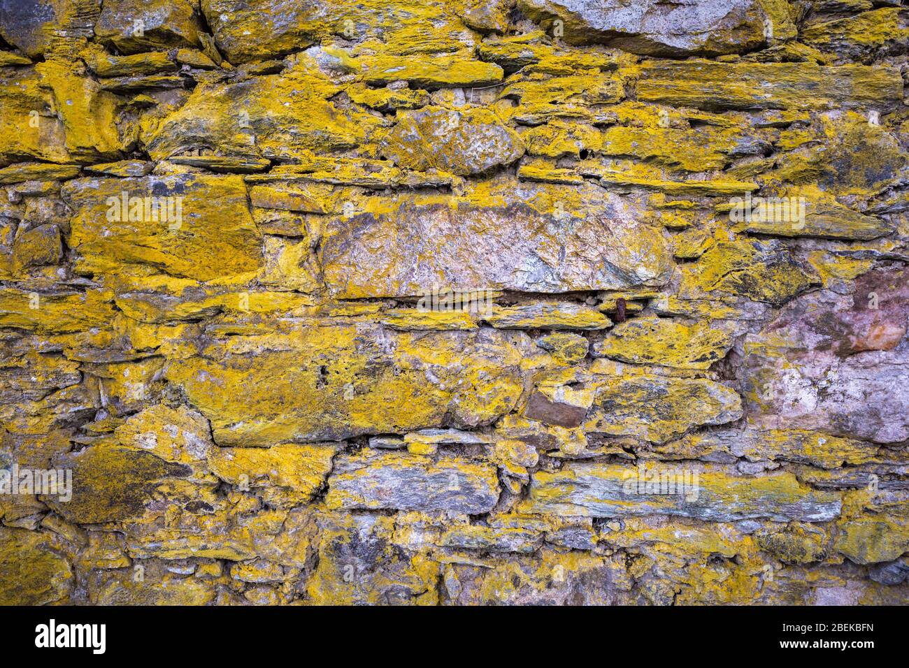 Moos muster -Fotos und -Bildmaterial in hoher Auflösung – Alamy