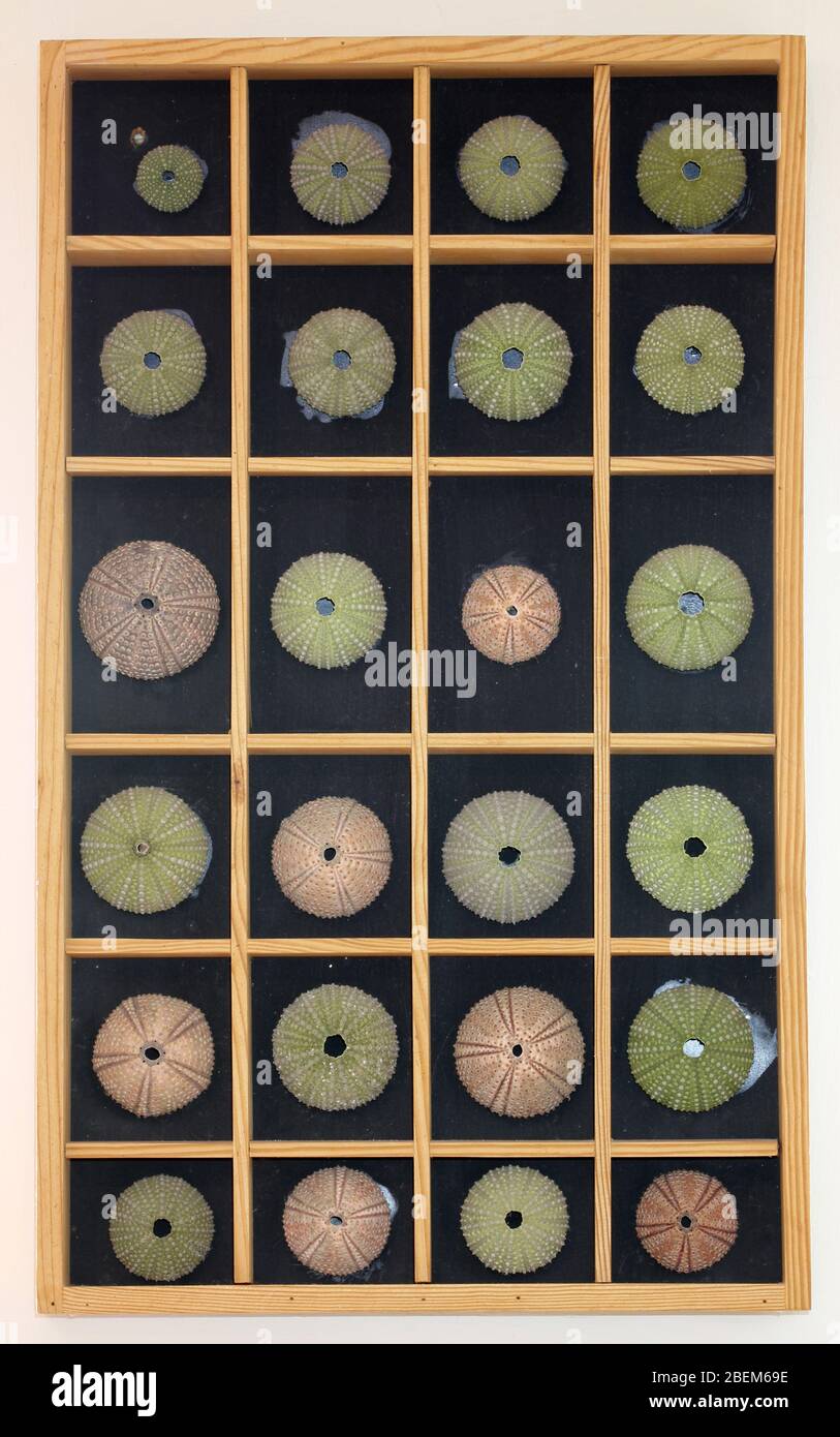 Seeigel sammlung Stockfotos und -bilder Kaufen - Alamy