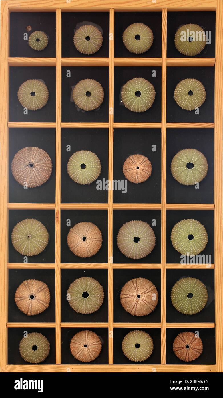 Seeigel sammlung -Fotos und -Bildmaterial in hoher Auflösung – Alamy