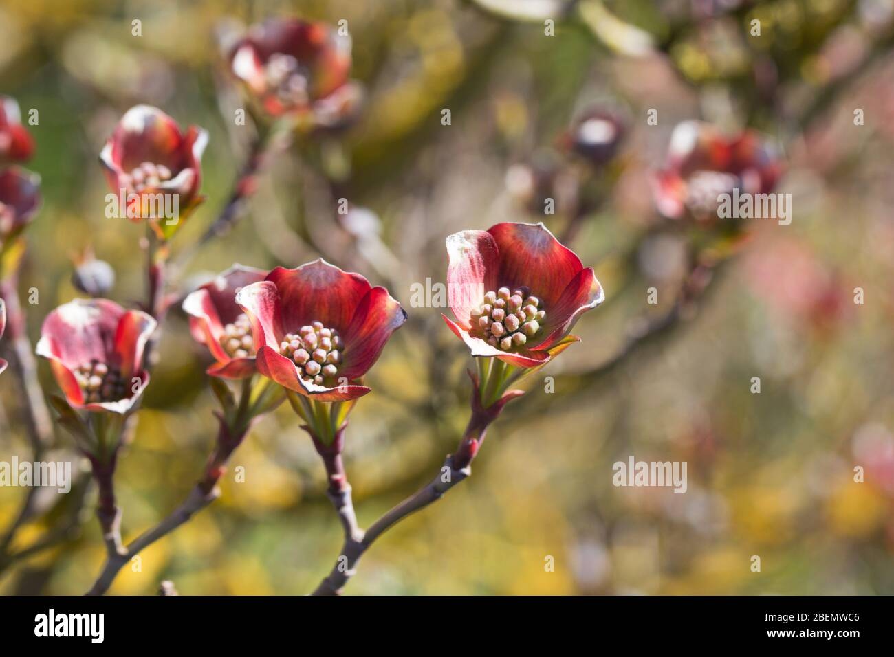 Cornus florida cherokee sunset -Fotos und -Bildmaterial in hoher ...