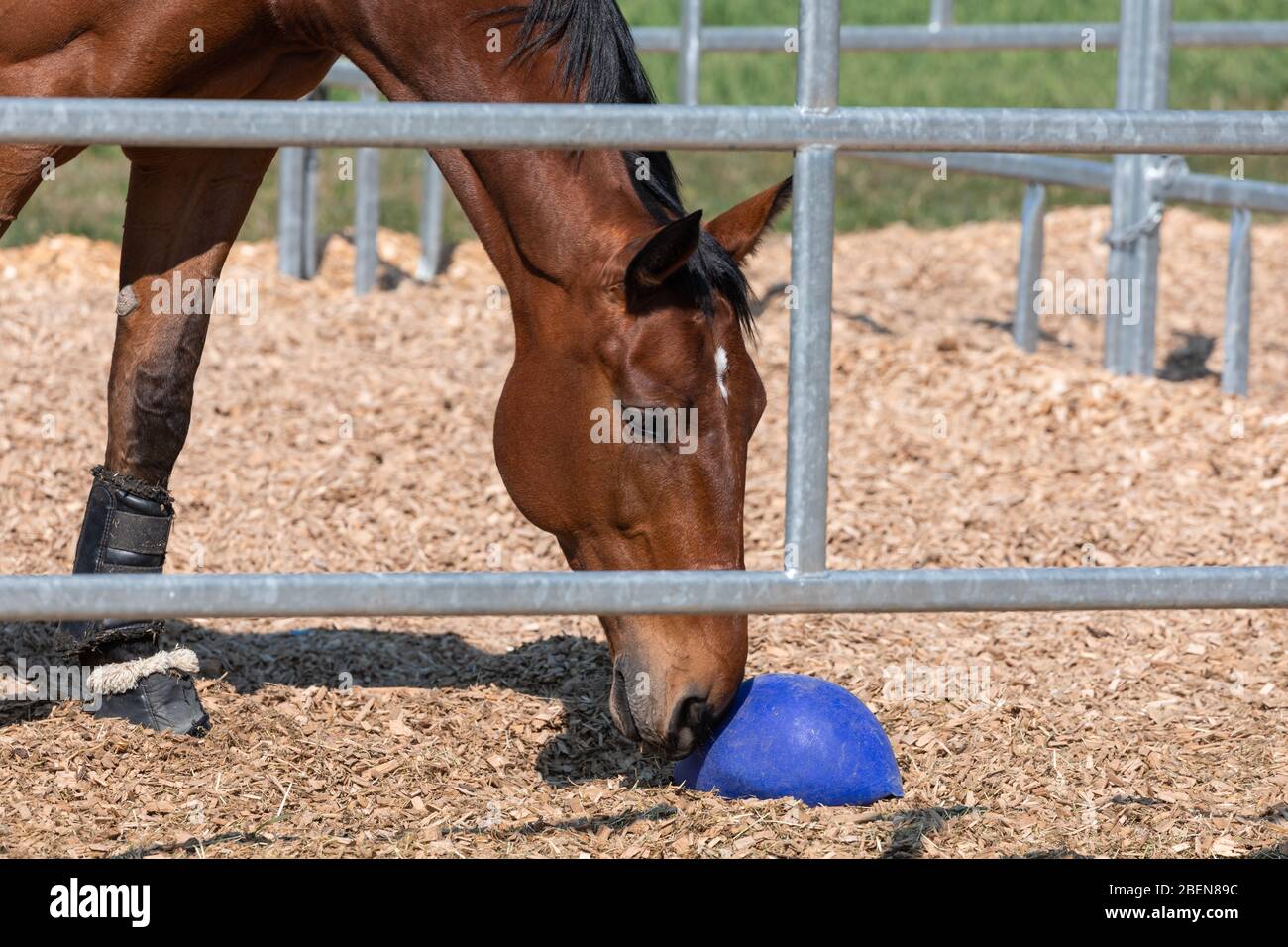 Stehendes pferd in einem stall -Fotos und -Bildmaterial in hoher ...