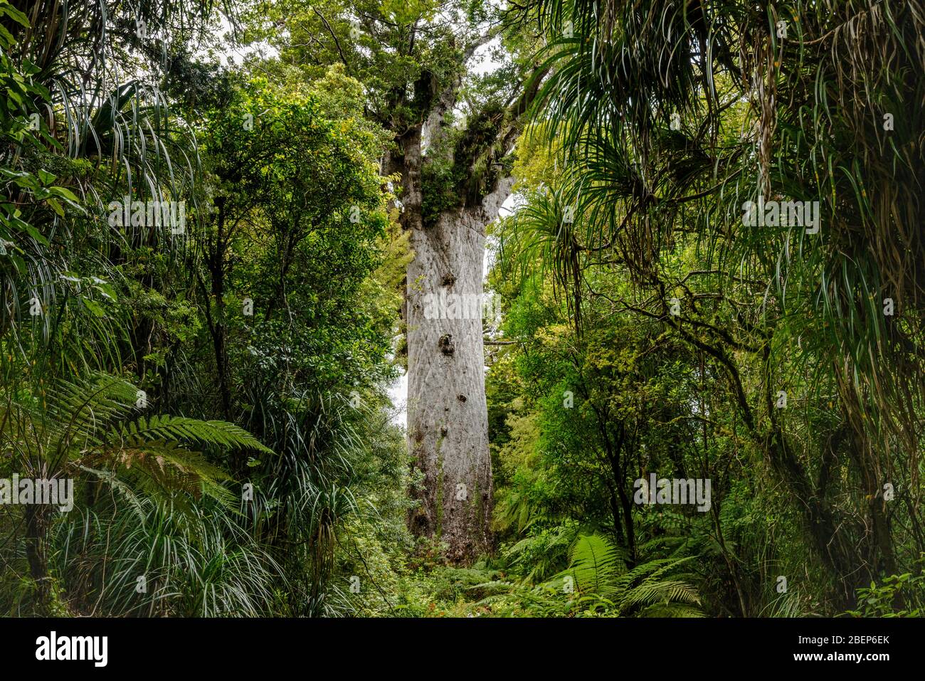 Tane Mahuta Baum, riesiger Kauri Baum, Waipoua Wald, Kauri Küste ...