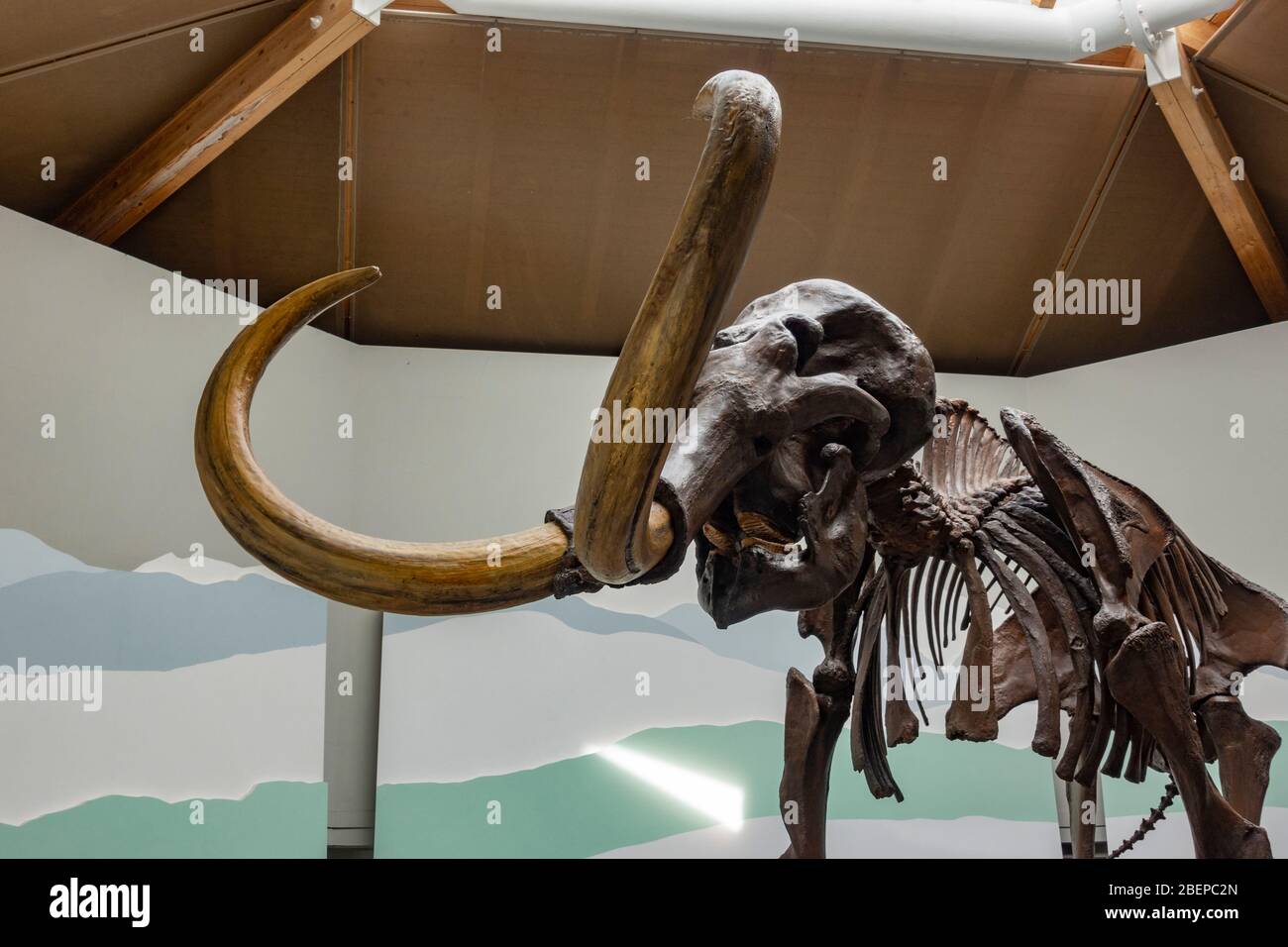 Das siegsdorfer mammut, ein Wollmammut (Mammuthus primigenius ...