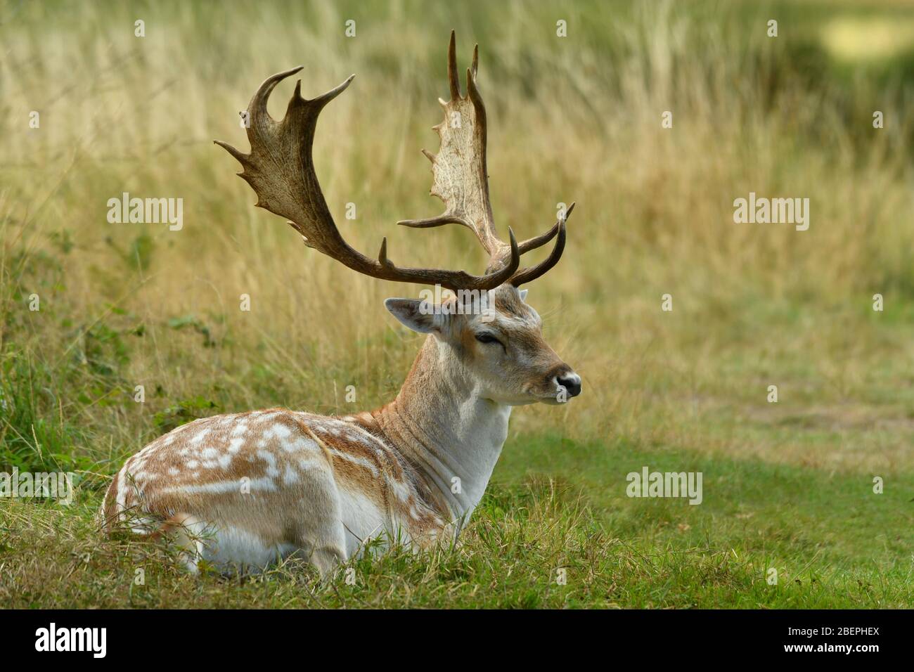 Damhirsch weiblich -Fotos und -Bildmaterial in hoher Auflösung – Alamy