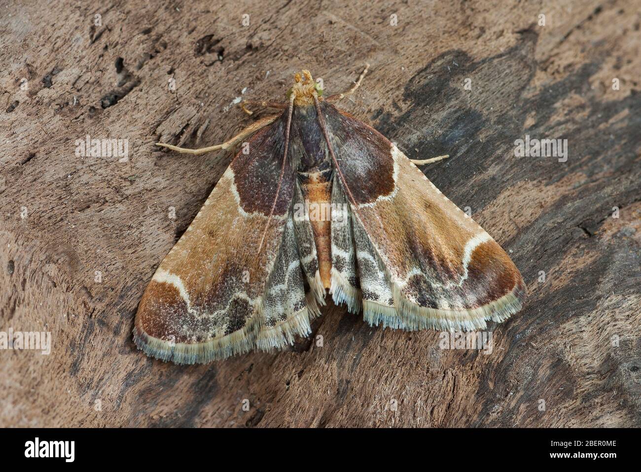 Pyralis farinalis -Fotos und -Bildmaterial in hoher Auflösung – Alamy