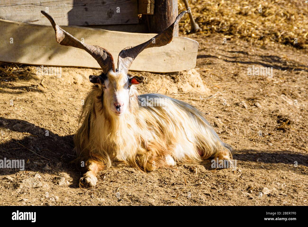 Ziege mit langen hörnern -Fotos und -Bildmaterial in hoher Auflösung ...
