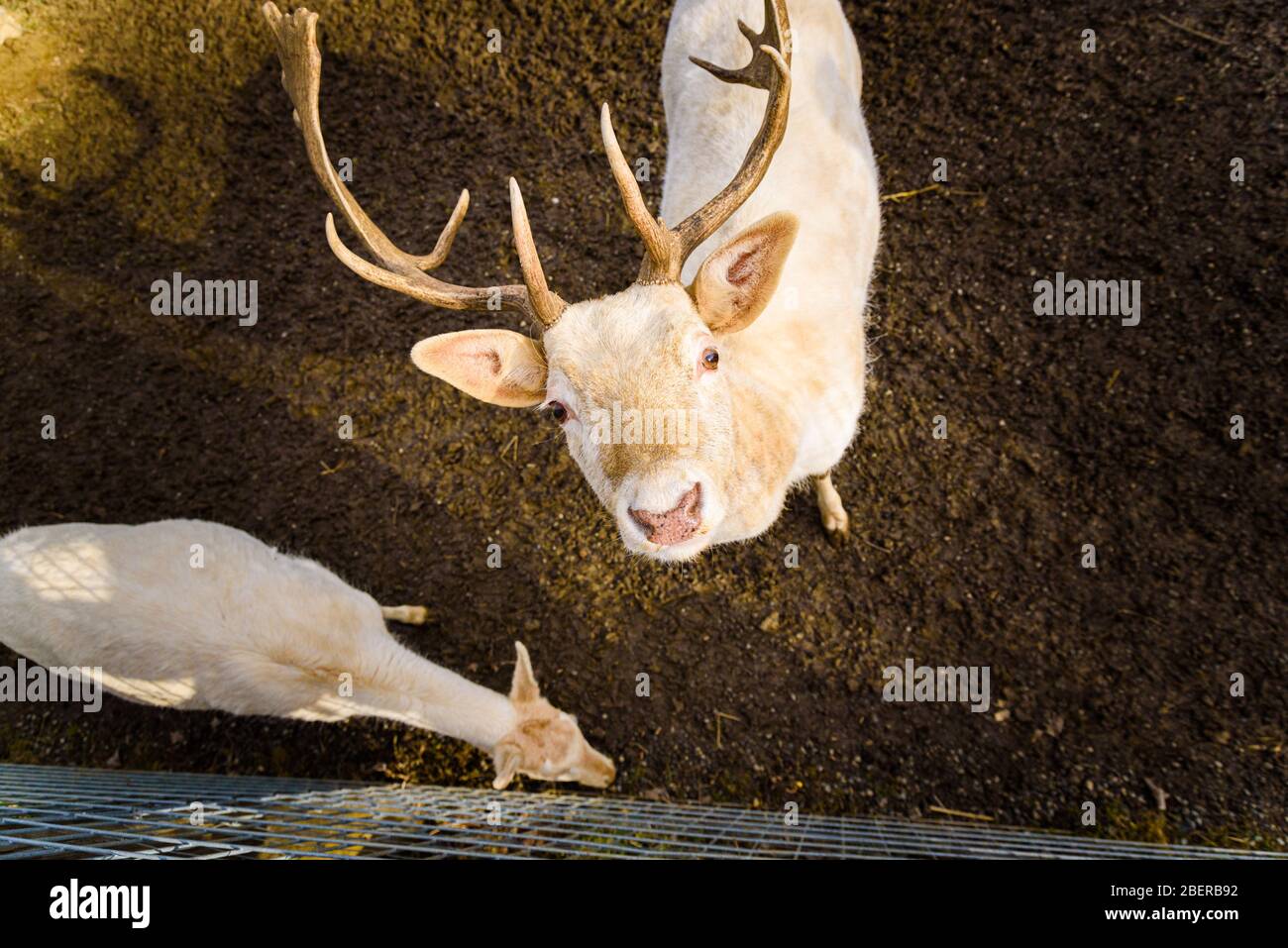 Albino Rehbock Stockfotos und -bilder Kaufen - Alamy