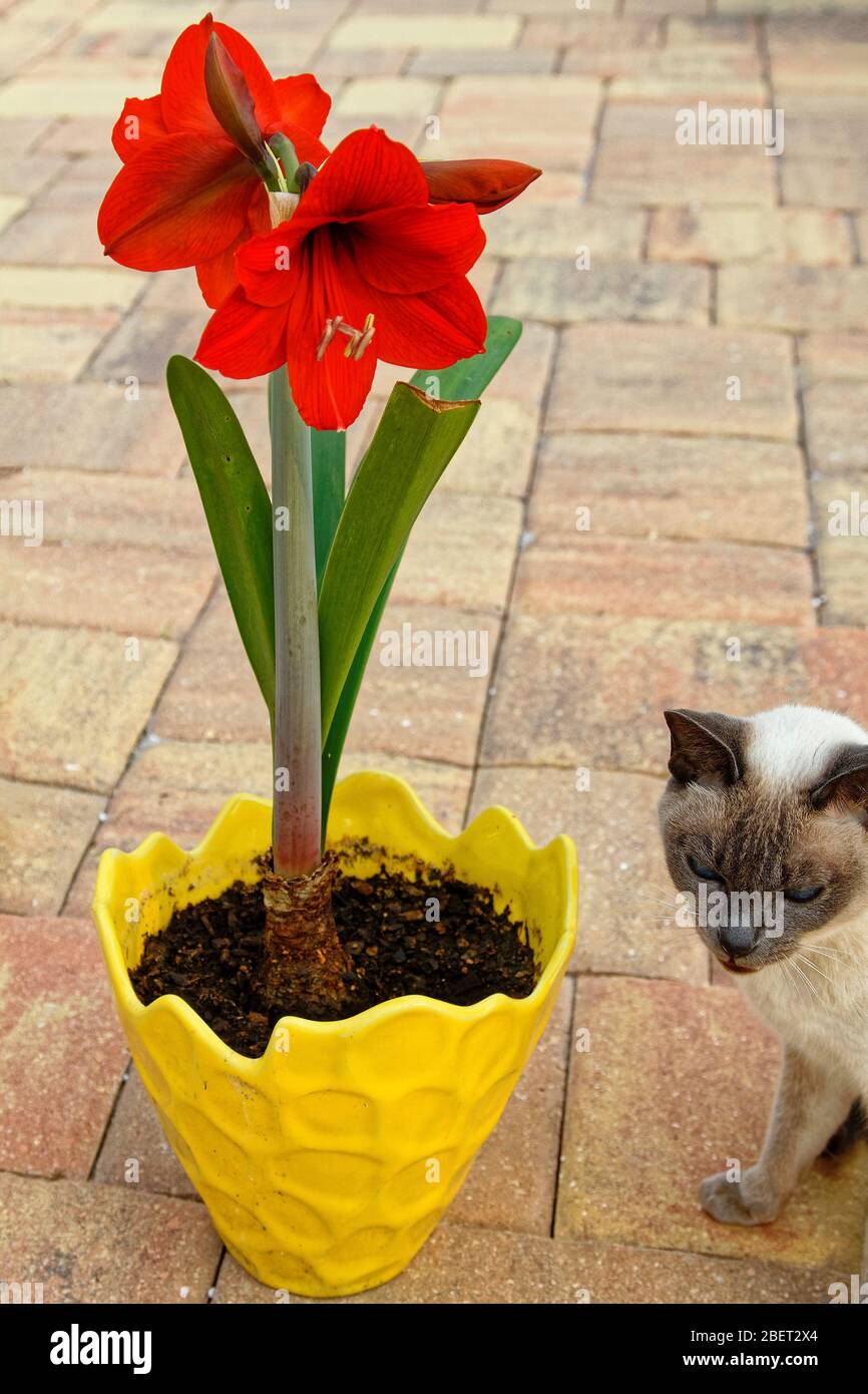 Wunderbar Amaryllis Giftig Katze Ebenbild