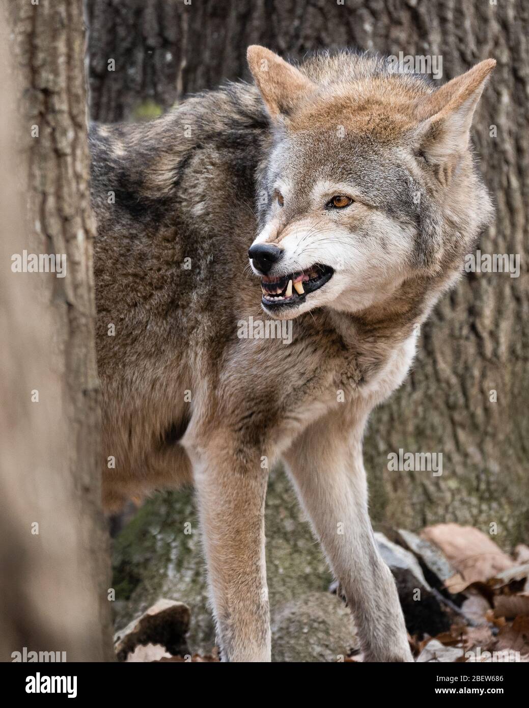 Roter Wolf Stockfotos und -bilder Kaufen - Seite 2 - Alamy