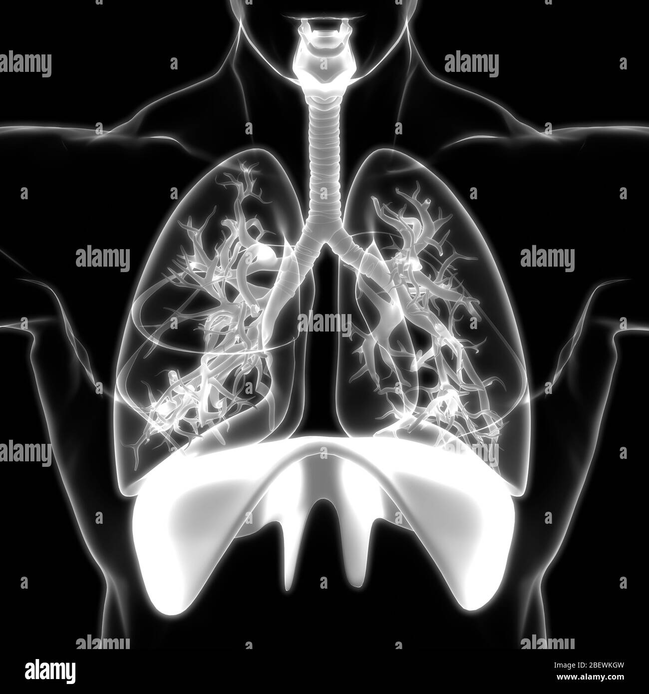 Menschliche Atmungssystem Lungen Anatomie Stockfotografie - Alamy