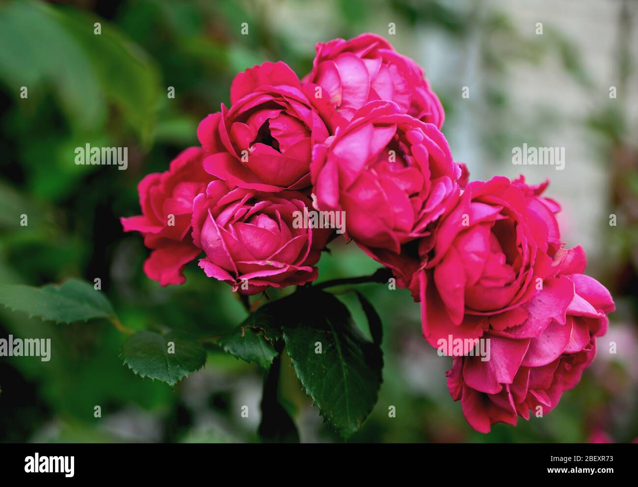 Wunderschone Rosen Eingerollte Blatter Fotos
