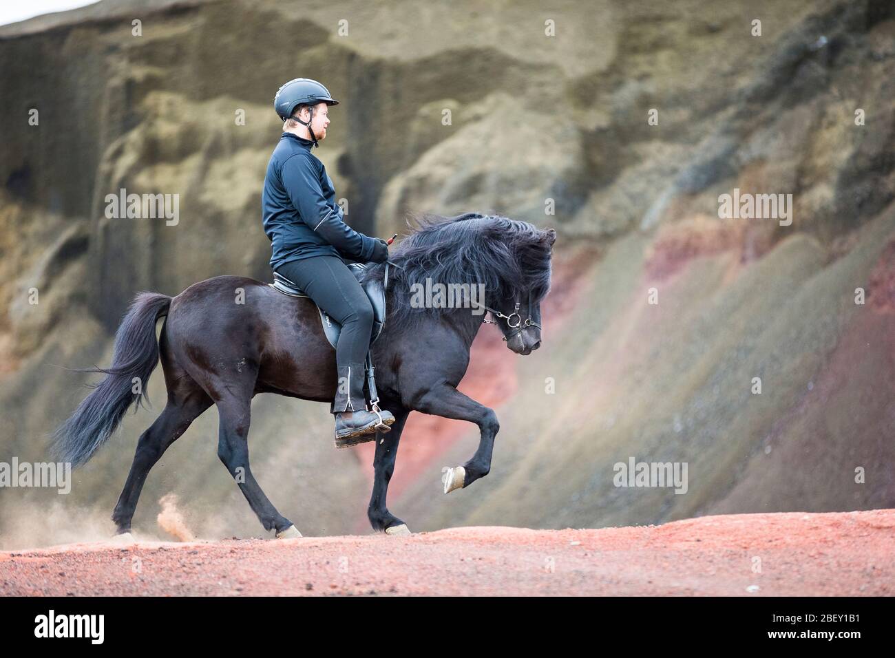 Isländisches Pferd. Reiter auf schwarzem Hengst, der einen Toelt ...