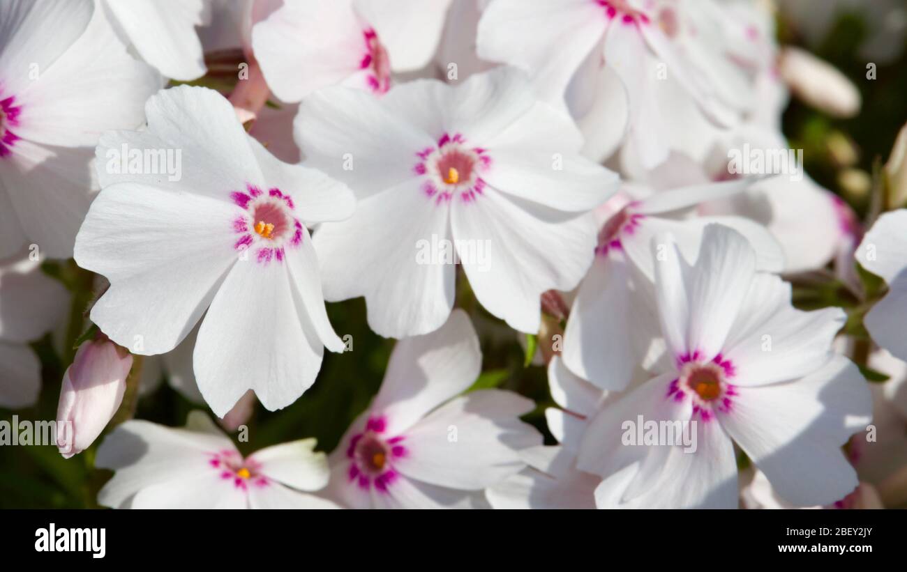 Amazing grace -Fotos und -Bildmaterial in hoher Auflösung – Alamy