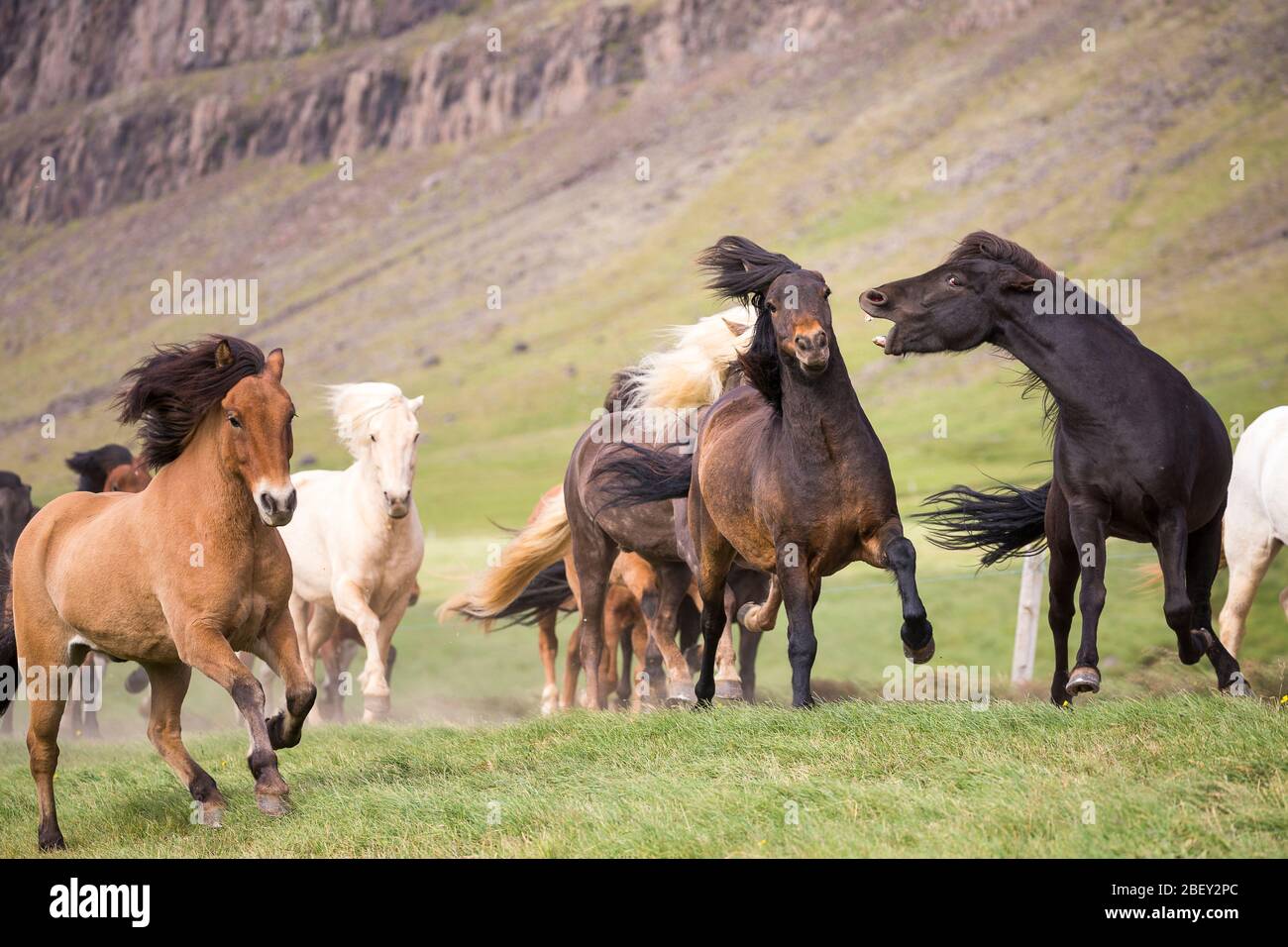 Isländisches Pferd. Herde galoppiert auf einer Wiese. Schwarze Stute beißende Lorbeer. Island ...
