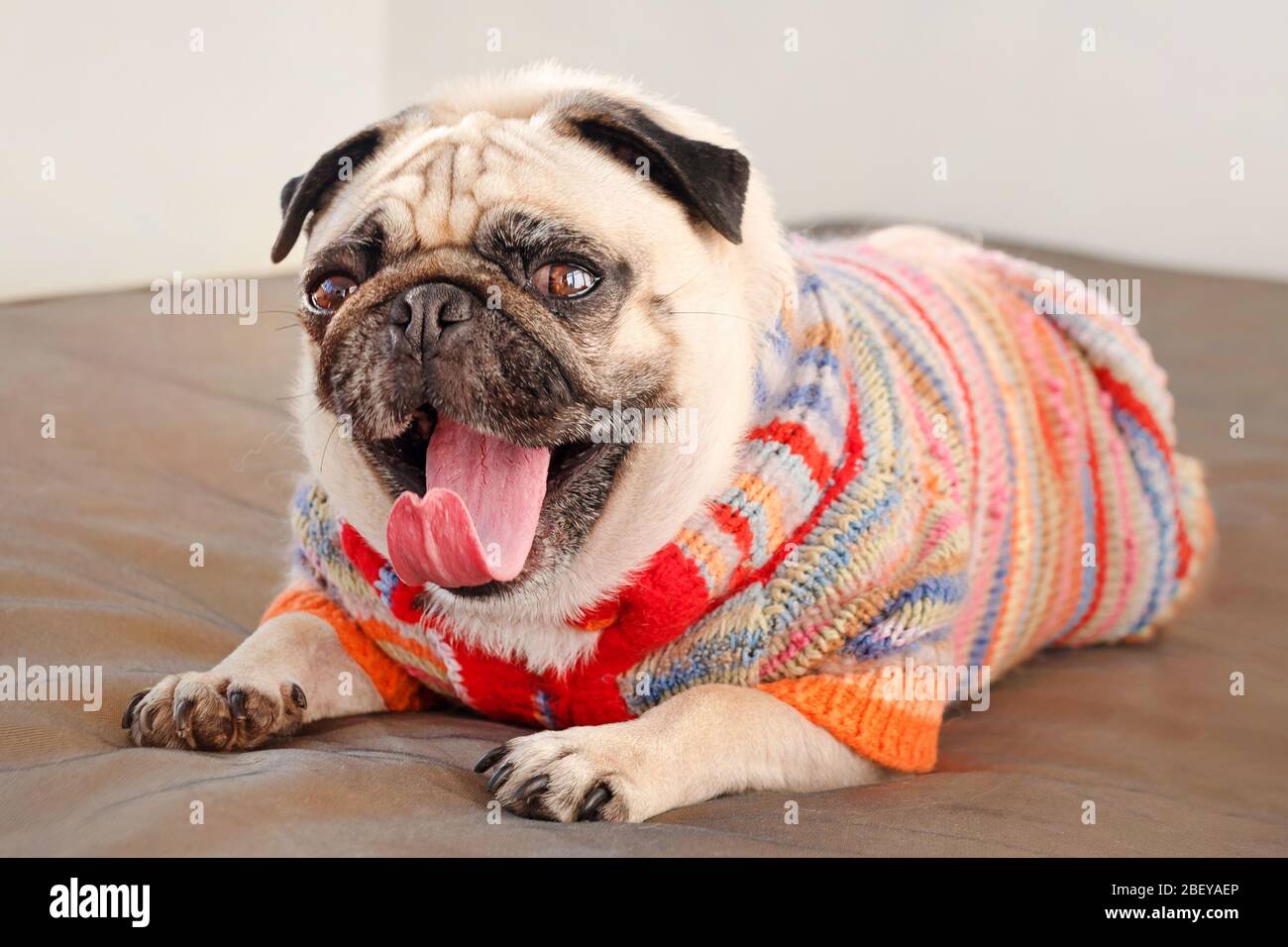 Mops Hund liegt auf einer Couch und gähnend Blick auf die Kamera ...