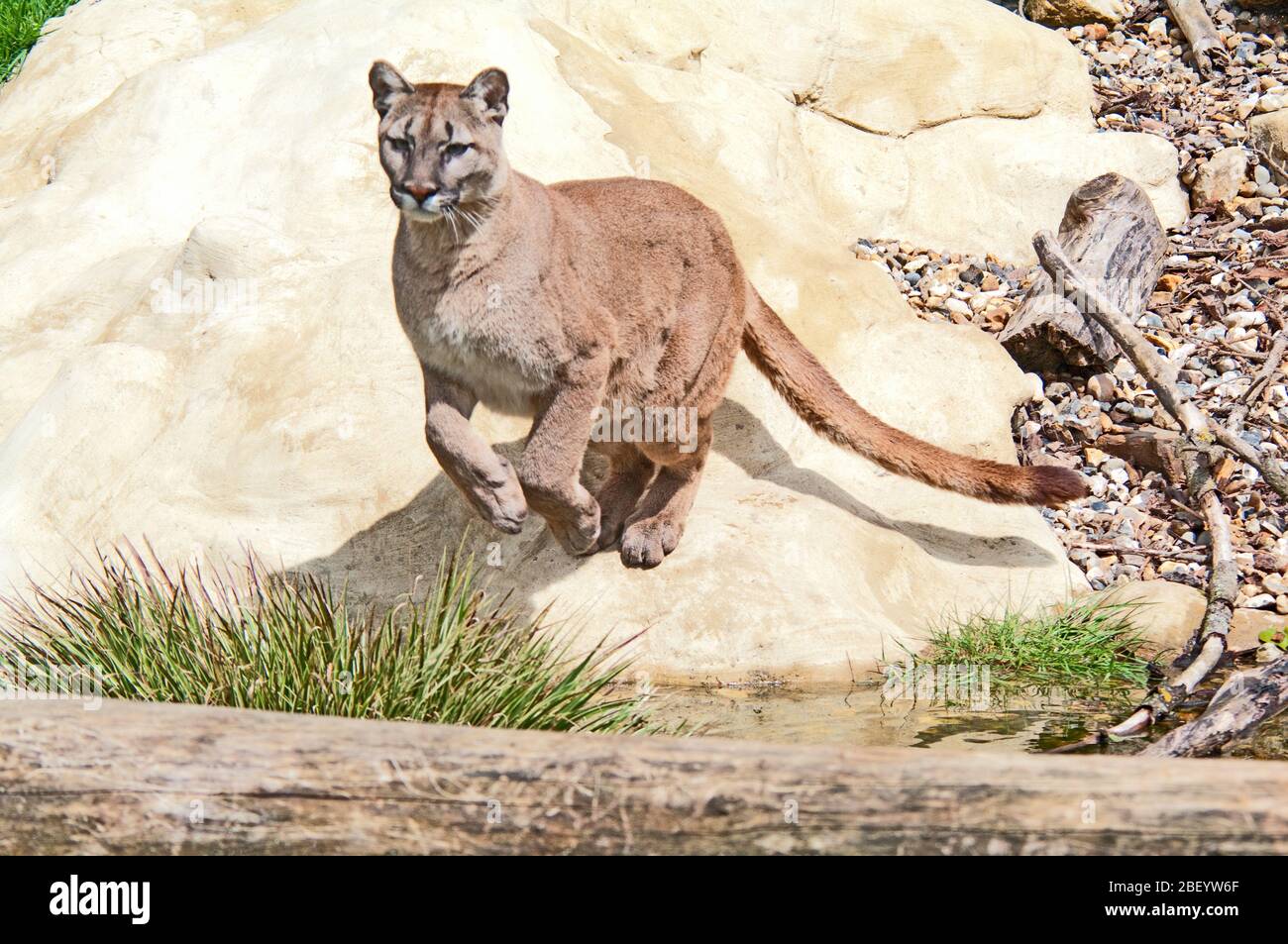 Puma springen -Fotos und -Bildmaterial in hoher Auflösung – Alamy
