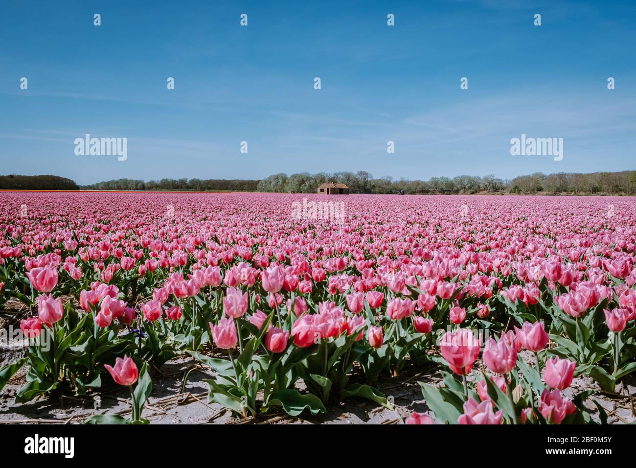 Tulpenfelder in den Niederlanden bei Lisse, Bulb Region Holland in ...