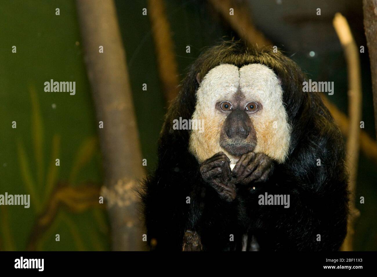 Pitheciidae familie -Fotos und -Bildmaterial in hoher Auflösung – Alamy