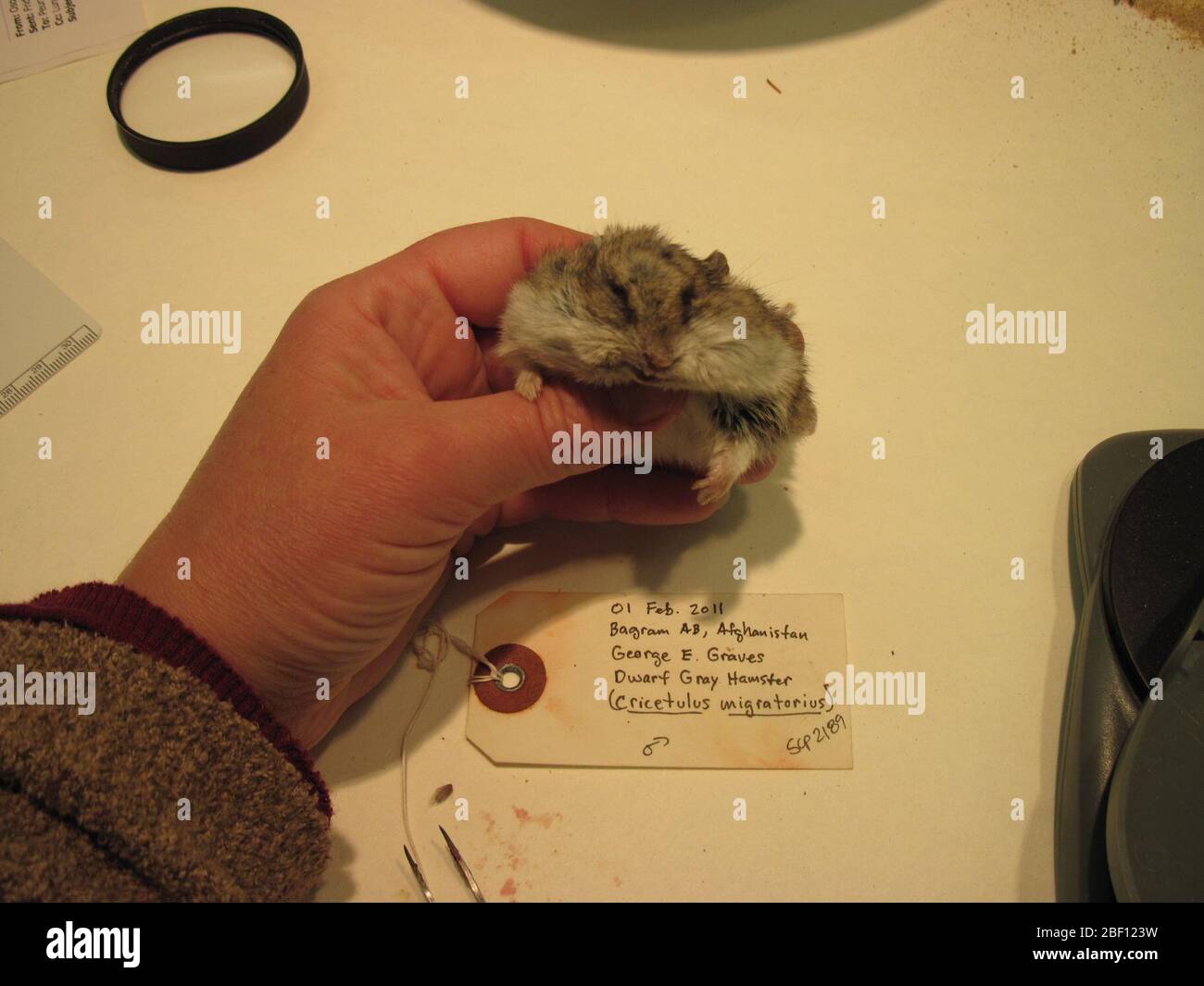 Cricetulus migratorius -Fotos und -Bildmaterial in hoher Auflösung – Alamy