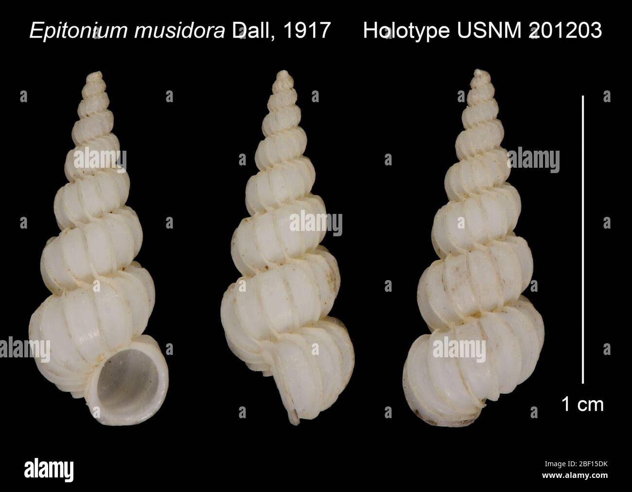 Musidora -Fotos und -Bildmaterial in hoher Auflösung – Alamy