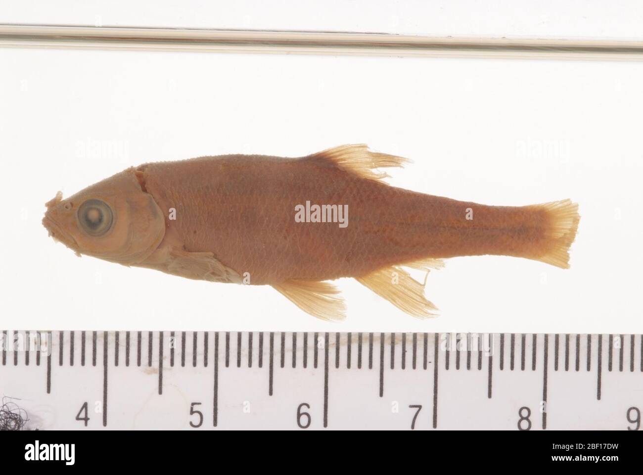 Lythrurus cyanocephalus. Typlektotypenbezeichnung von snelson, f. jr ...