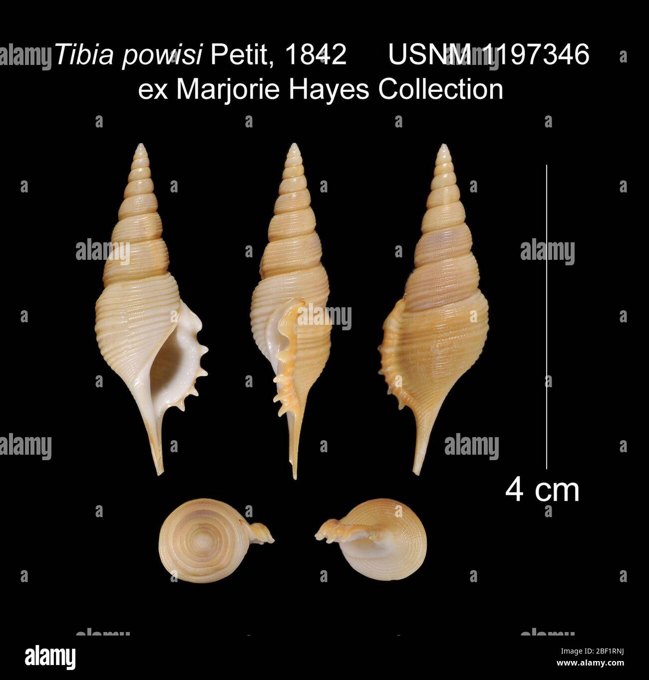 Powisi tibia -Fotos und -Bildmaterial in hoher Auflösung – Alamy