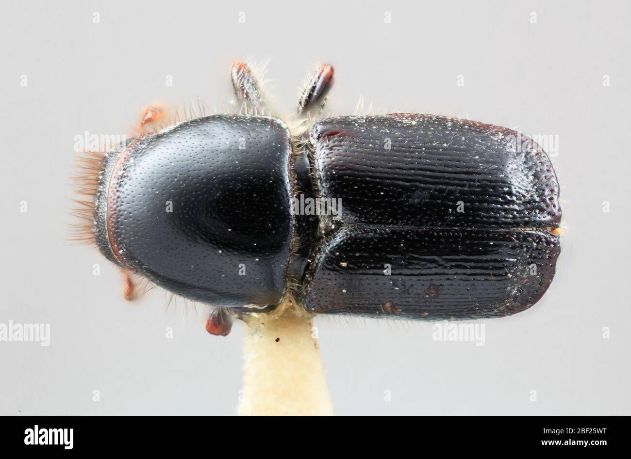 Scolytus scolytus -Fotos und -Bildmaterial in hoher Auflösung – Alamy