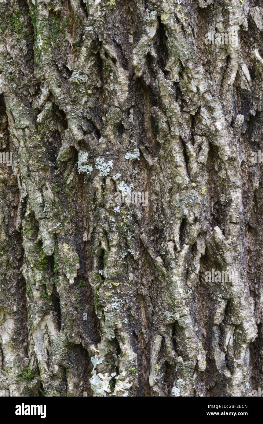 Rinde der esche -Fotos und -Bildmaterial in hoher Auflösung – Alamy