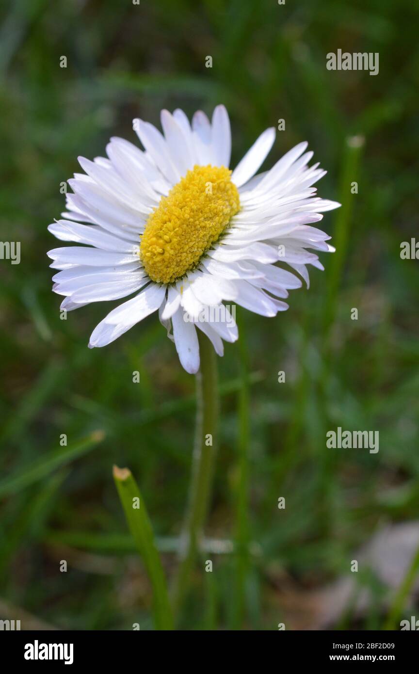 Blumen mutation -Fotos und -Bildmaterial in hoher Auflösung – Alamy