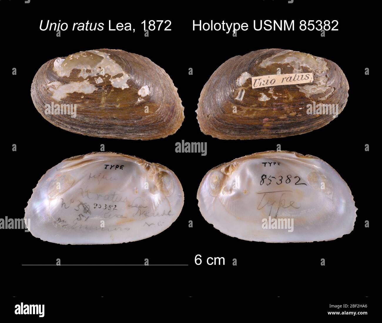 Ratus ratus -Fotos und -Bildmaterial in hoher Auflösung – Alamy