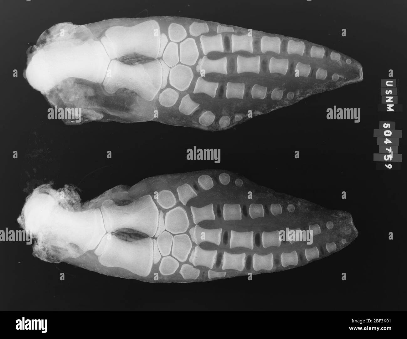 Kogia sima -Fotos und -Bildmaterial in hoher Auflösung – Alamy