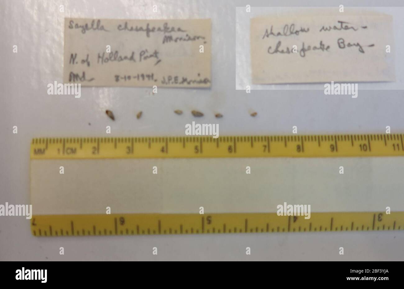 ökologie der chesapeake bay -Fotos und -Bildmaterial in hoher Auflösung ...