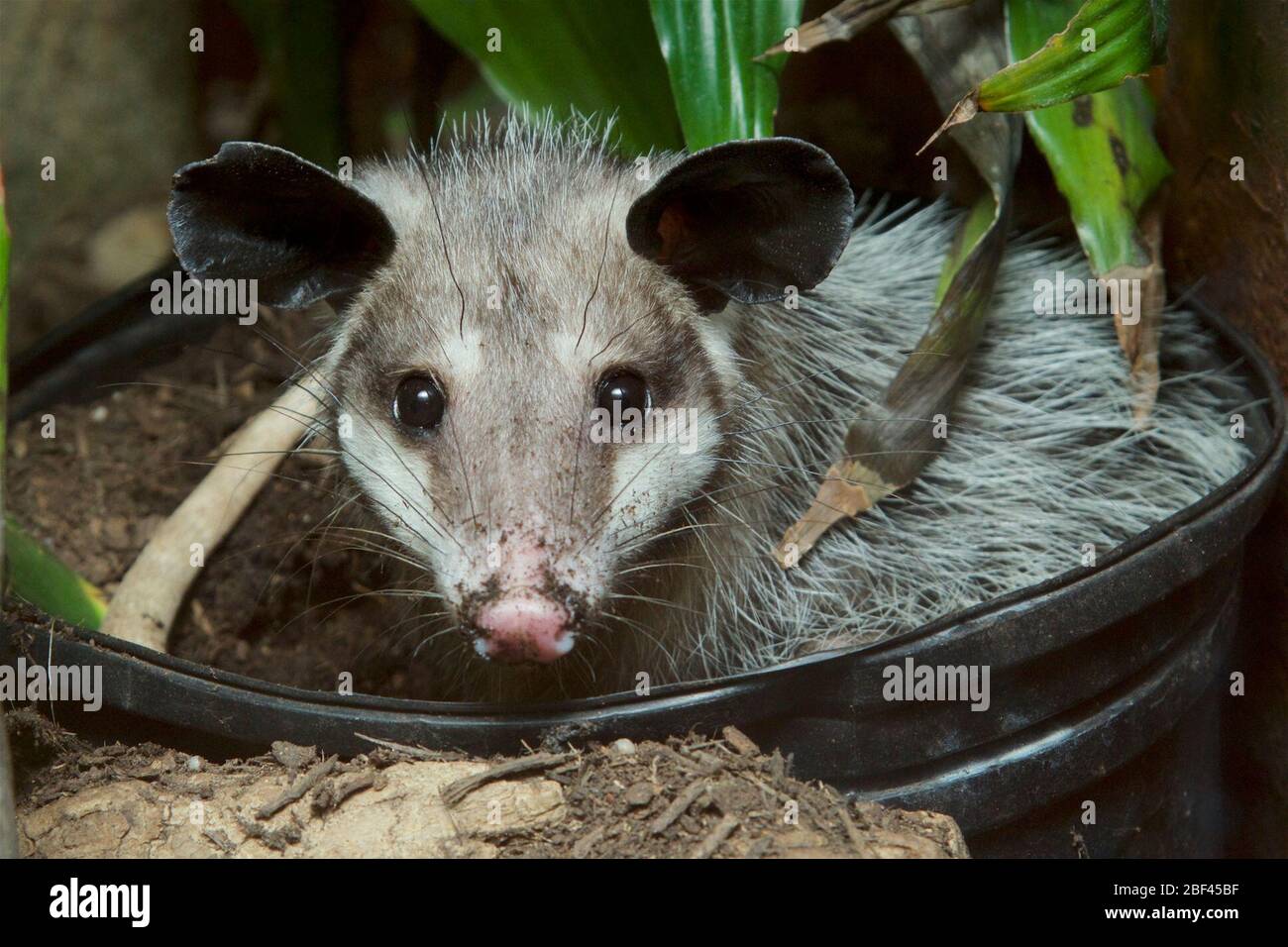 Gattung didelphis -Fotos und -Bildmaterial in hoher Auflösung – Alamy