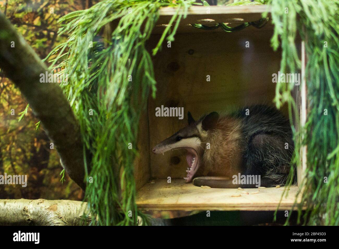 Opossum. Arten: Marsupialis,Gattung: Didelphis,Familie: Didelphidae ...