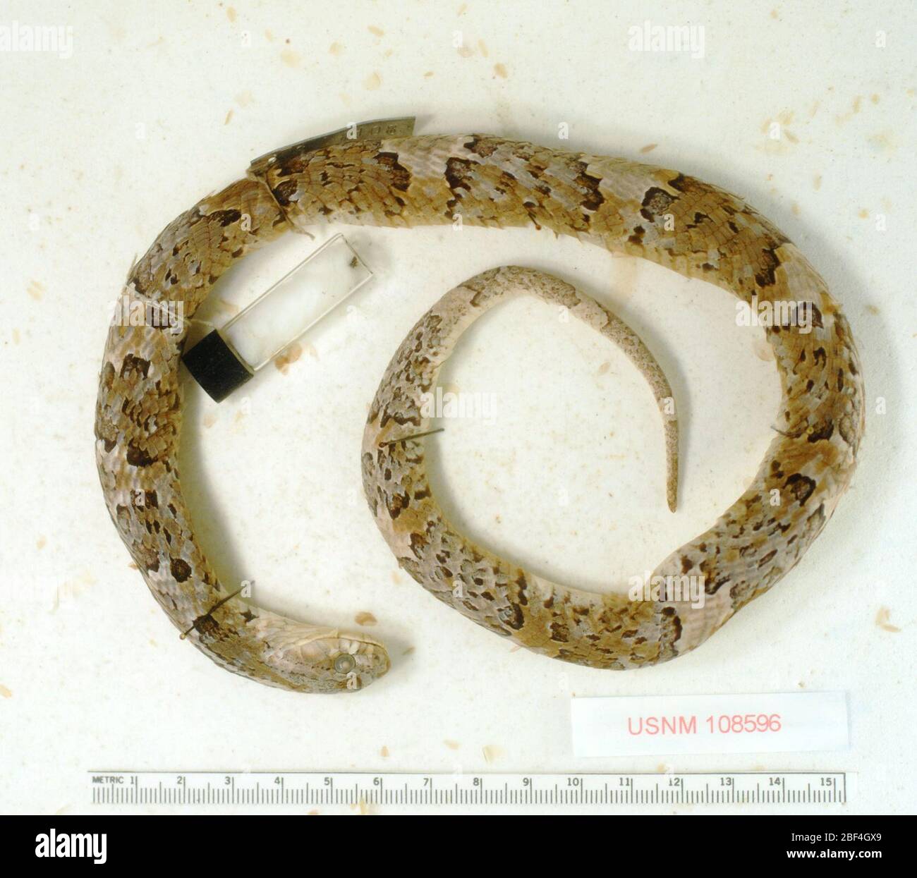 Xenodon rabdocephalus -Fotos und -Bildmaterial in hoher Auflösung – Alamy