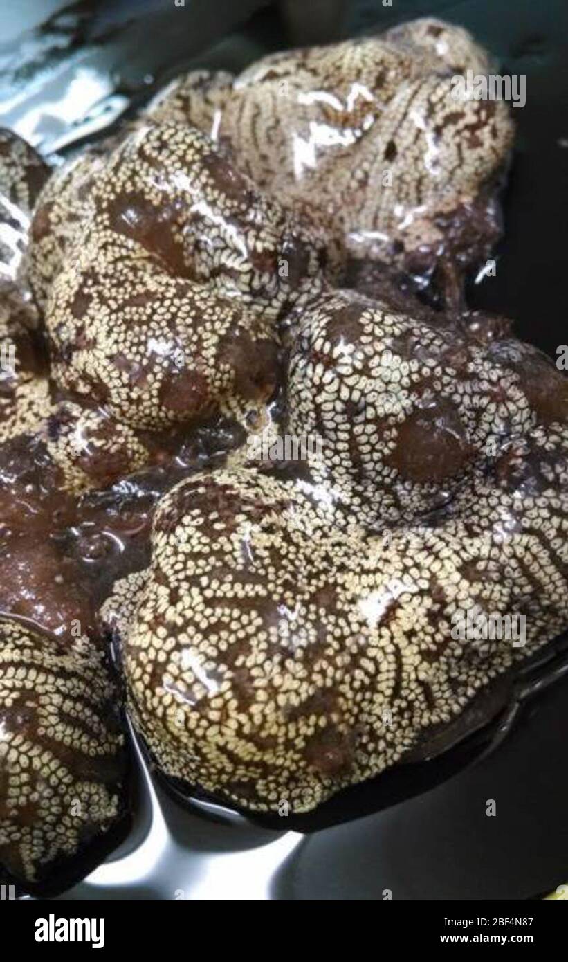 Formalin fixed -Fotos und -Bildmaterial in hoher Auflösung – Alamy