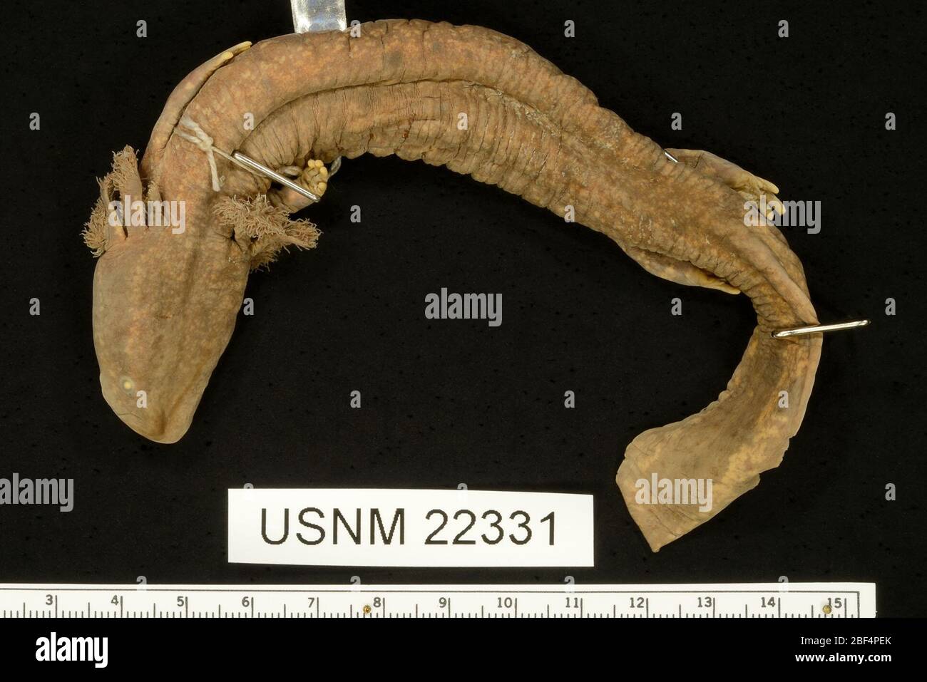 Necturus maculosus -Fotos und -Bildmaterial in hoher Auflösung – Alamy