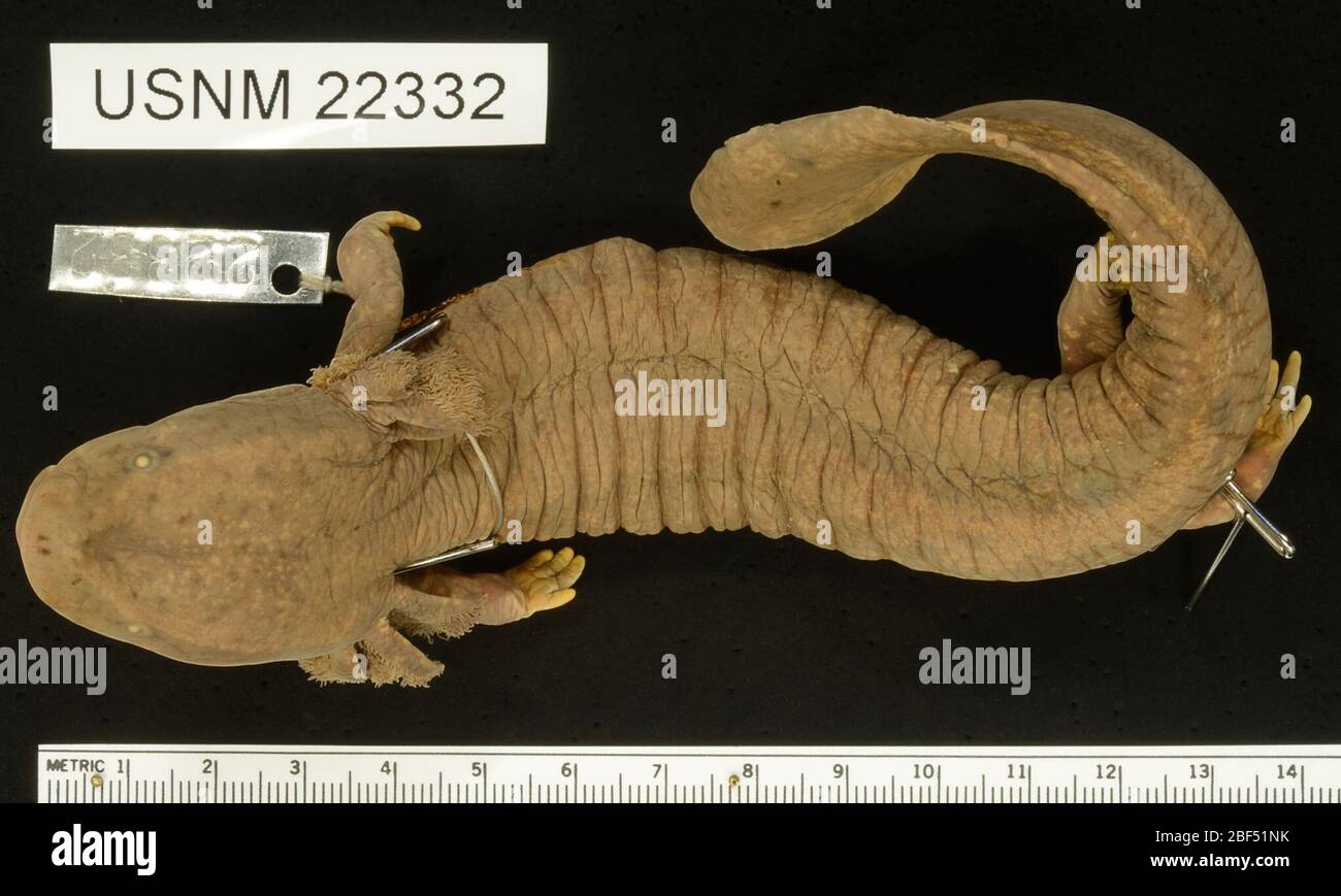 Necturus maculosus -Fotos und -Bildmaterial in hoher Auflösung – Alamy