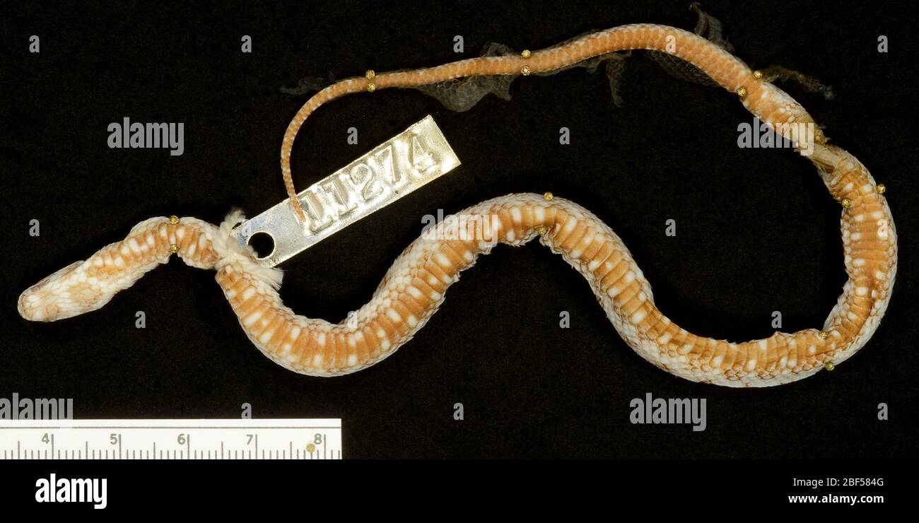 Helicops -Fotos und -Bildmaterial in hoher Auflösung – Alamy