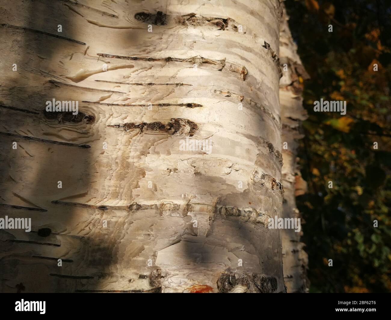 Birch texture -Fotos und -Bildmaterial in hoher Auflösung – Alamy