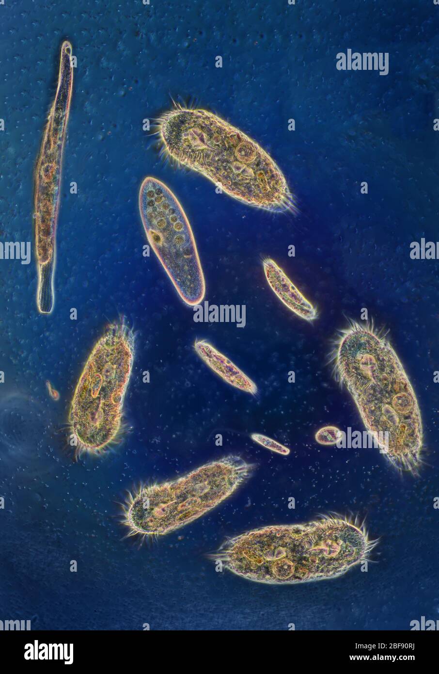 Gemischte Protozoen in podwater, Spirostomum, Paramecium, Hypotrichs ...